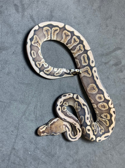 Hidden Gene Woma Red Stripe Het Clown Ball Python by Danner Constrictors