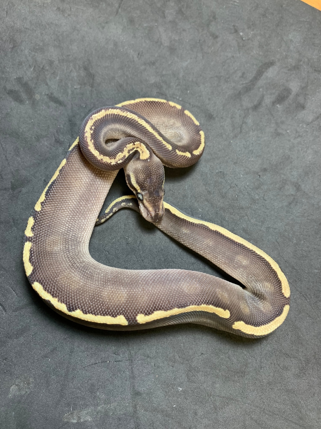GHI Mojave Yellow Belly Dark Granite Ball Python by Danner Constrictors ...