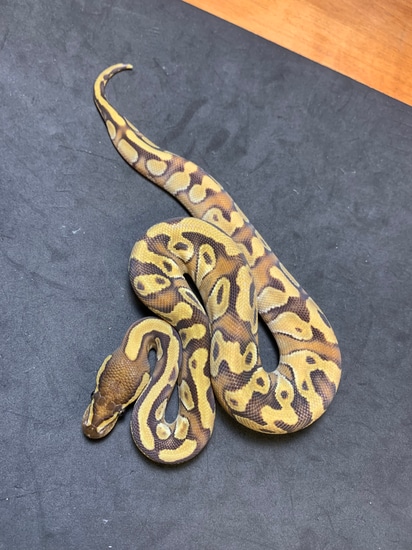 Enchi Mojave Yellow Belly Ball Python by Danner Constrictors - MorphMarket