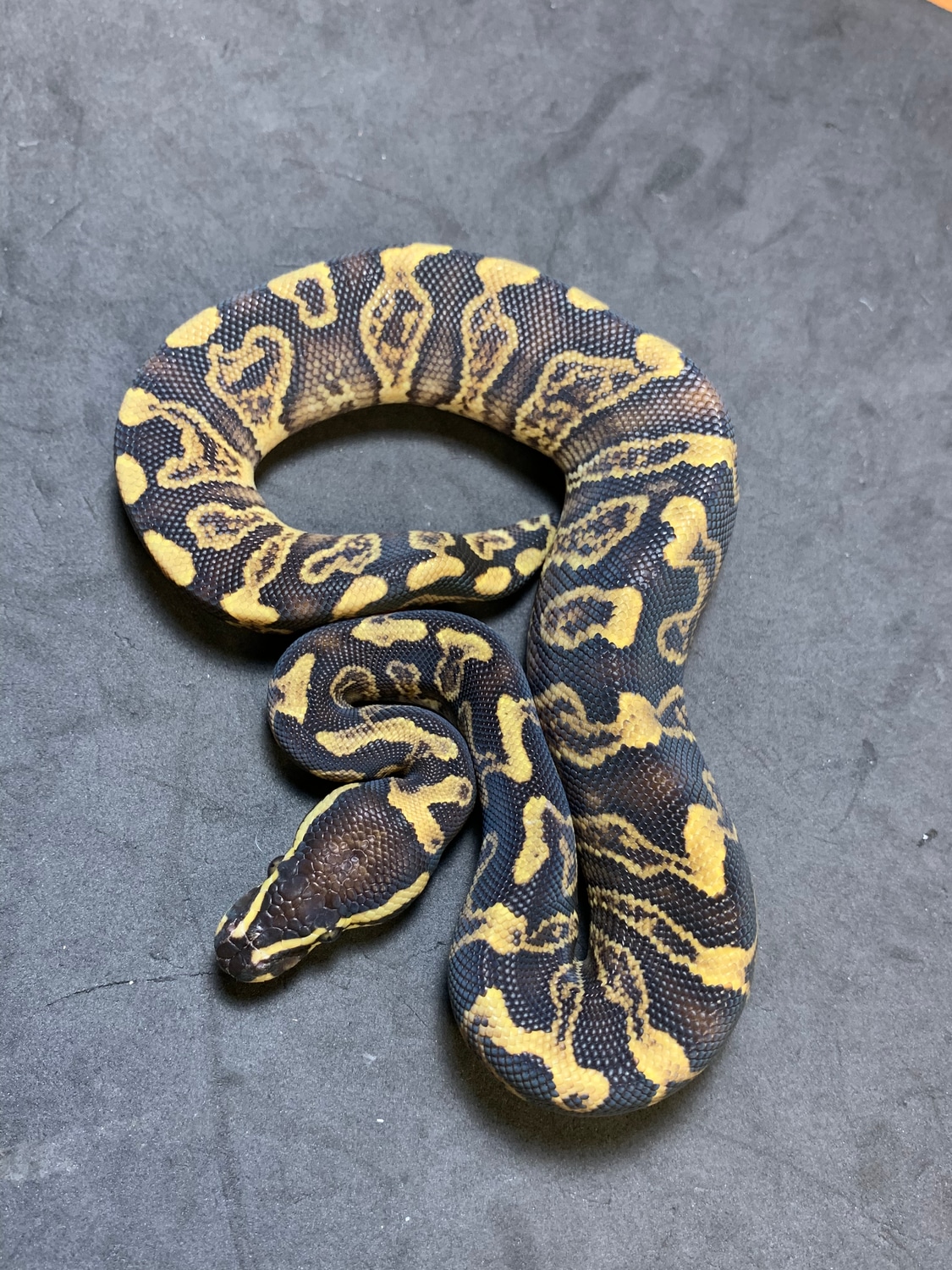 GHI Yellow Belly Ball Python by Danner Constrictors - MorphMarket