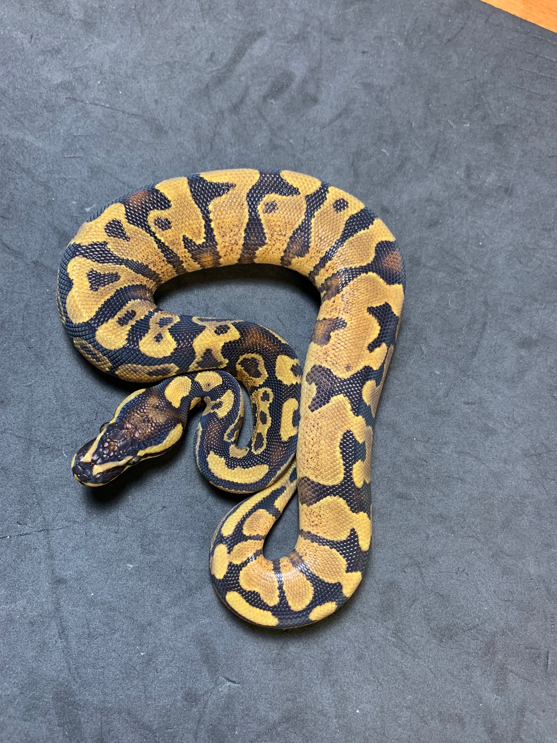 Funky Enchi Yellow Belly Ball Python by Danner Constrictors - MorphMarket
