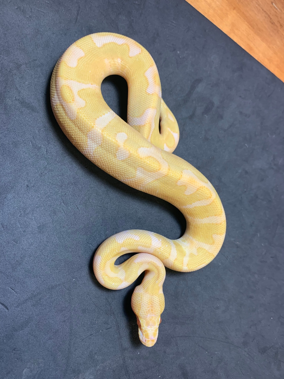 Pastel Enchi Candy Het Pied Ball Python by Danner Constrictors - MorphMarket