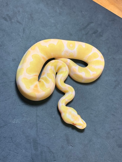Enchi Candy Het Pied Ball Python by Danner Constrictors