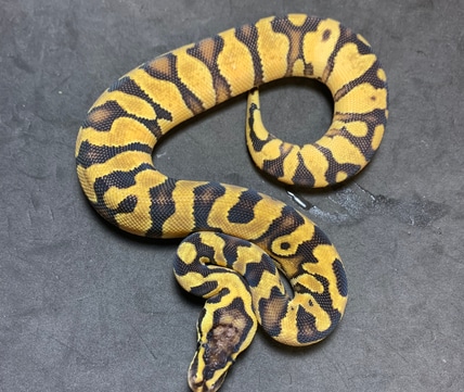 Hidden Gene Woma Clown Ball Python by Danner Constrictors - MorphMarket