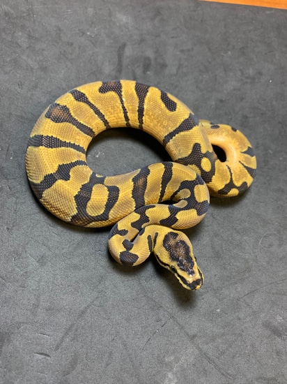 Super Enchi Het Candy Het Clown Het Pied Ball Python by Danner Constrictors