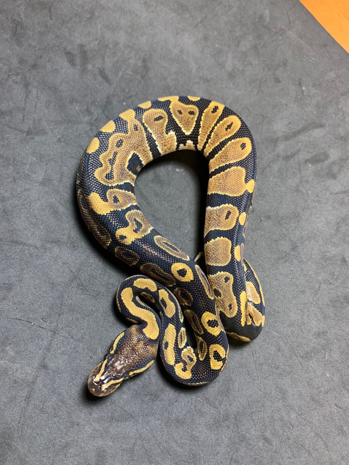 Het Candy Ball Python by Danner Constrictors - MorphMarket