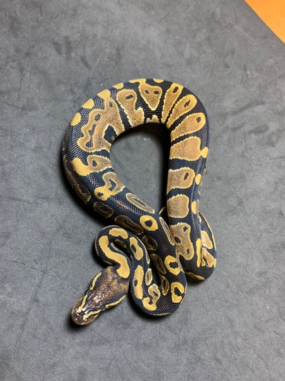 Het Candy Ball Python by Danner Constrictors