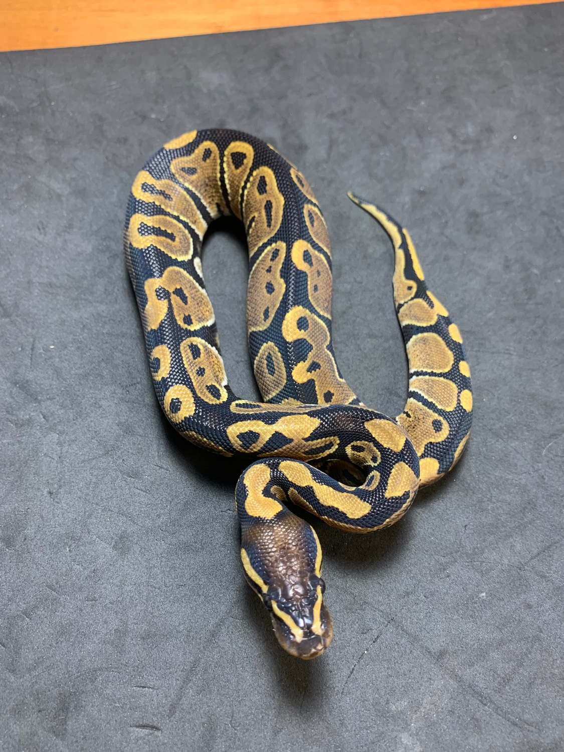 Het Candy Ball Python by Danner Constrictors - MorphMarket