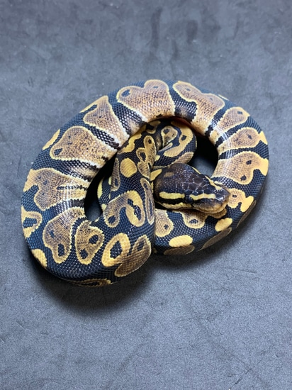 Het Candy Ball Python by Danner Constrictors