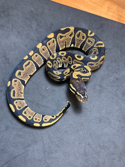 Het Candy Ball Python by Danner Constrictors