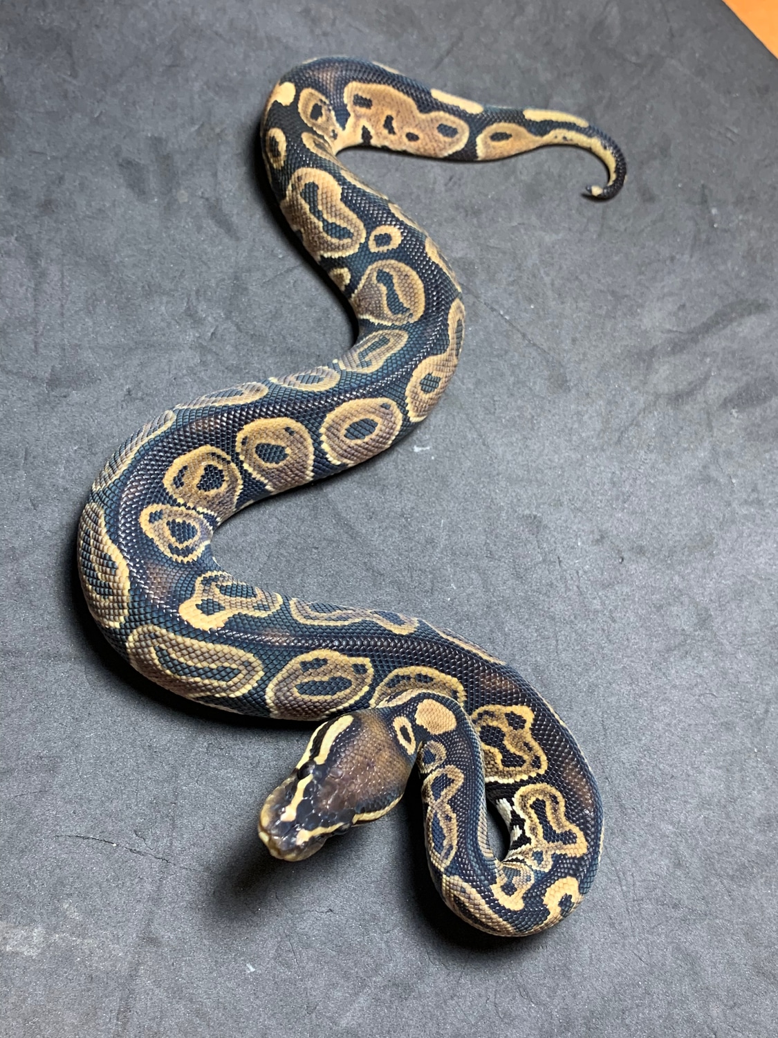 Het Red Axanthic Ball Python by Danner Constrictors - MorphMarket
