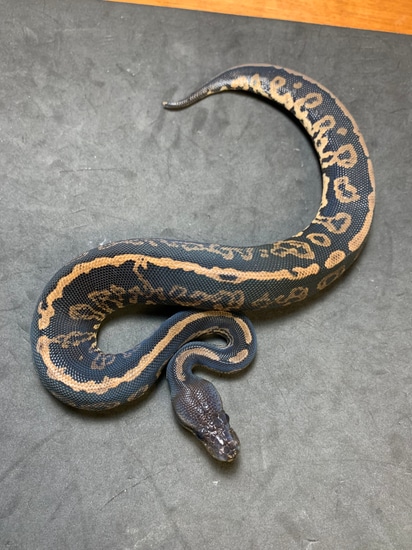 Cinnamon Confusion Sable Ball Python by Danner Constrictors