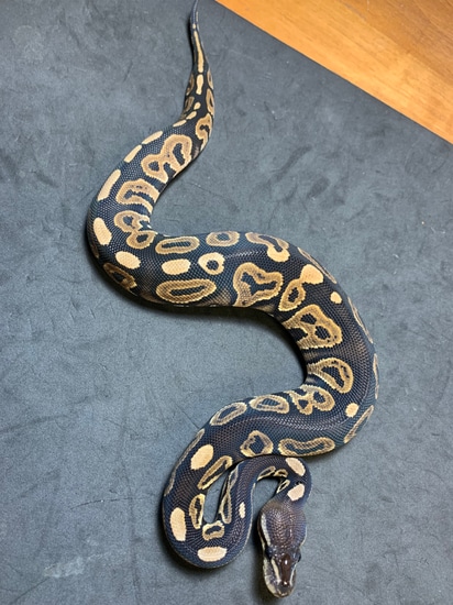 Cinnamon Sable Ball Python by Danner Constrictors