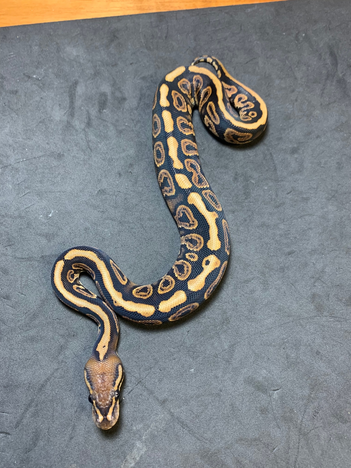 Black Pastel Spotnose Cypress Possible Red Stripe Het Clown Ball Python ...