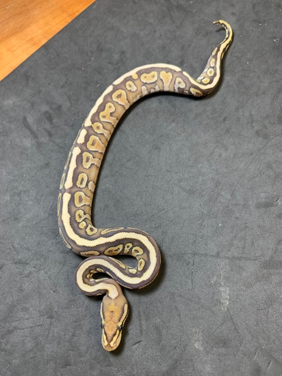Spotnose Lesser Cypress Het Clown Ball Python by Danner Constrictors