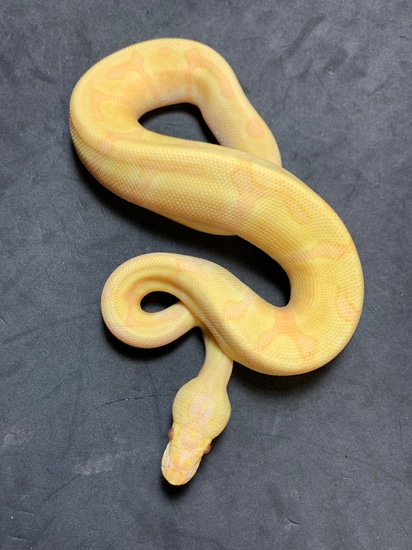 Super Enchi Candy Het Pied Ball Python by Danner Constrictors