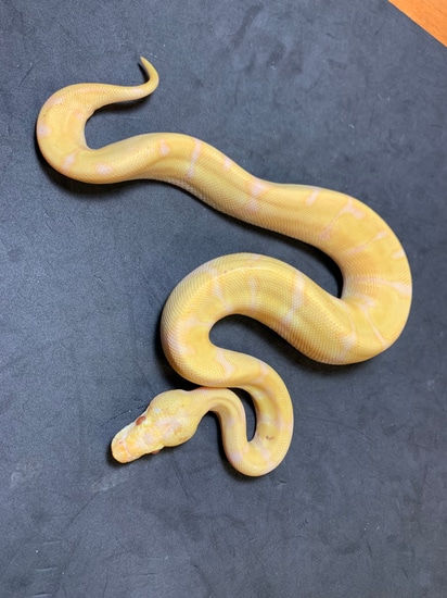 Super Enchi Candy Het Pied Ball Python by Danner Constrictors