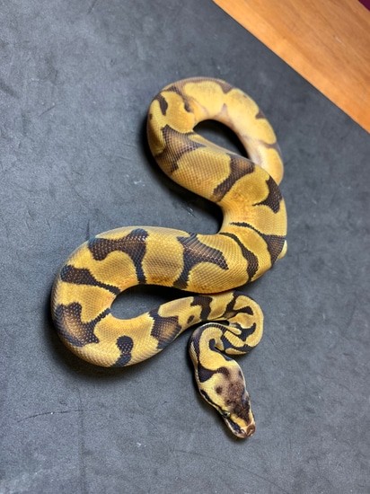 Pastel Enchi Het Candy Het Pied Ball Python by Danner Constrictors