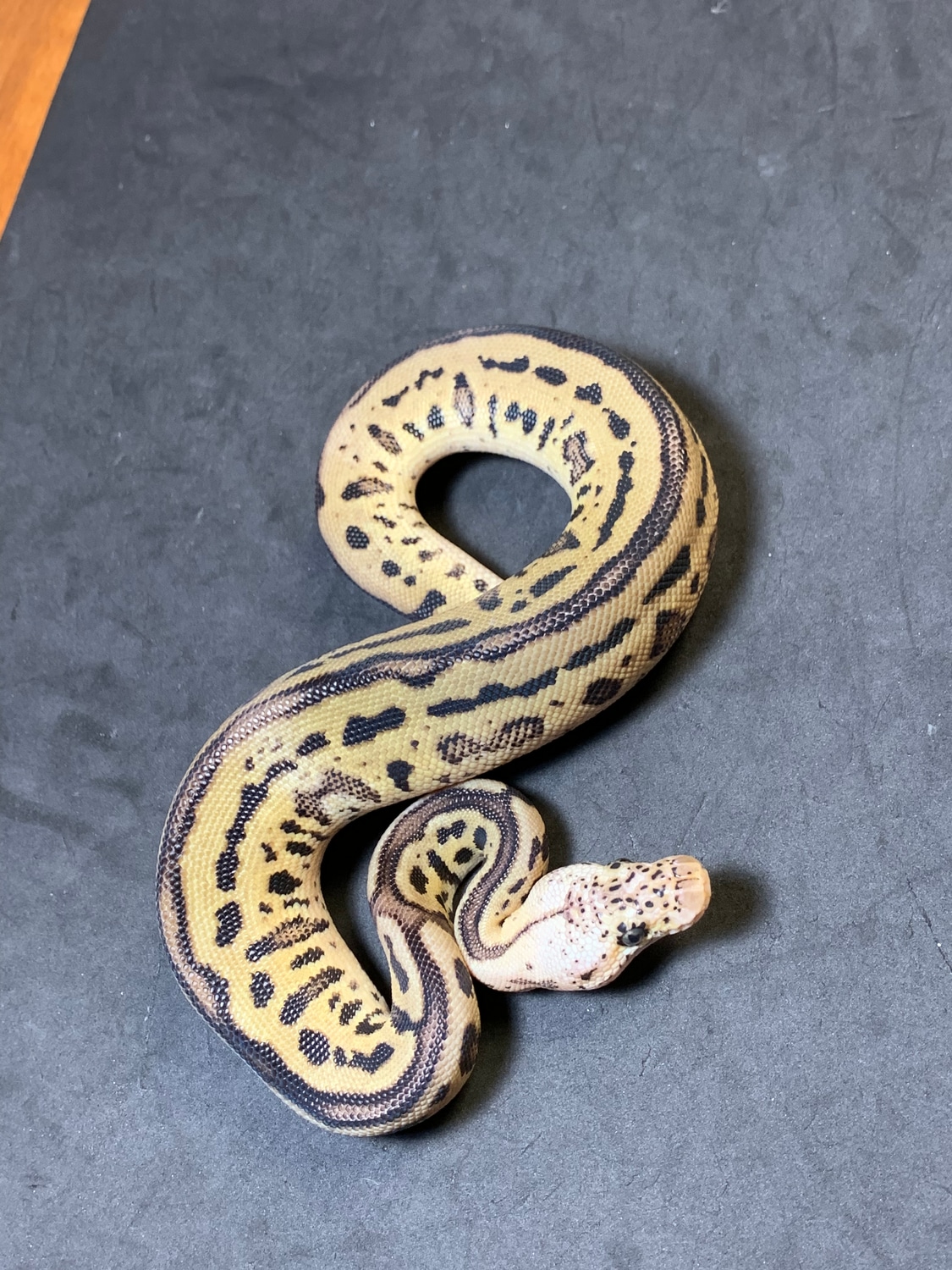 Pastel Spotnose Leopard Clown Possible Arroyo Ball Python by Danner Constrictors - MorphMarket
