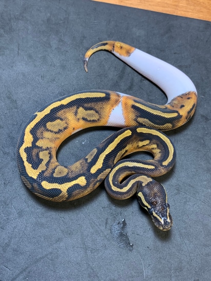 Pied Ball Python by Danner Constrictors
