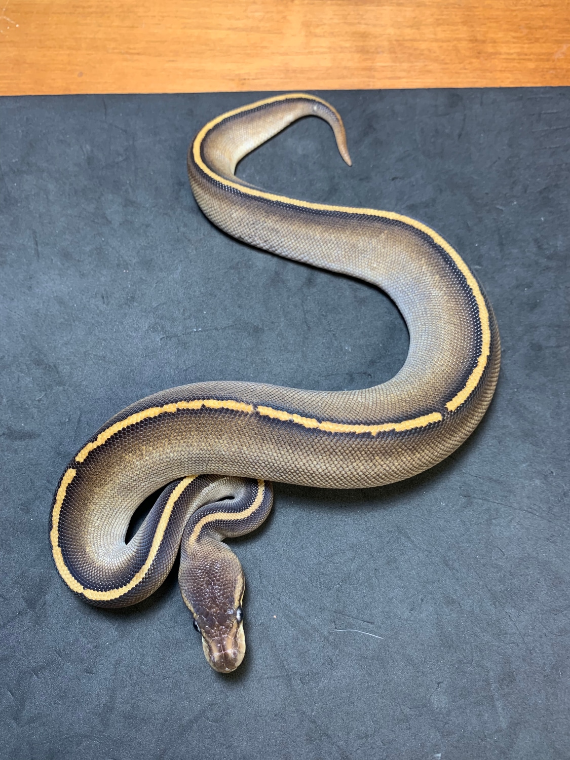 Black Pastel Mojave Cypress Het Pied Ball Python by Danner Constrictors - MorphMarket