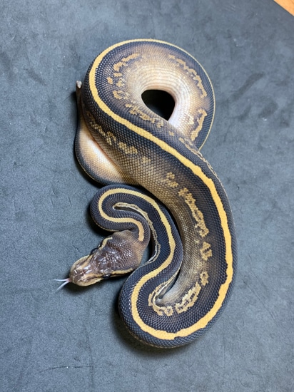 Black Pastel Red Stripe Mojave Het Pied Ball Python by Danner Constrictors