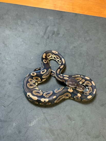 Het Red Axanthic Ball Python by Danner Constrictors
