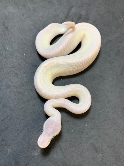 Super Mojave Possible GHI Ball Python by Danner Constrictors