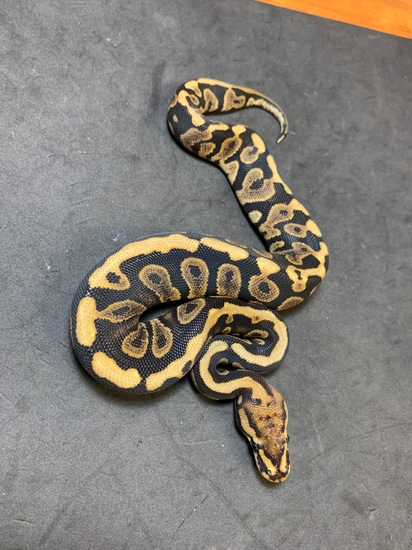 Spotnose Chocolate Het Clown Ball Python by Danner Constrictors