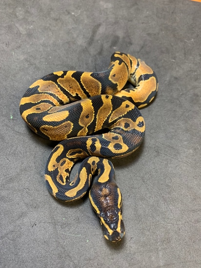 Asphalt Or Yellow Belly Ball Python by Danner Constrictors
