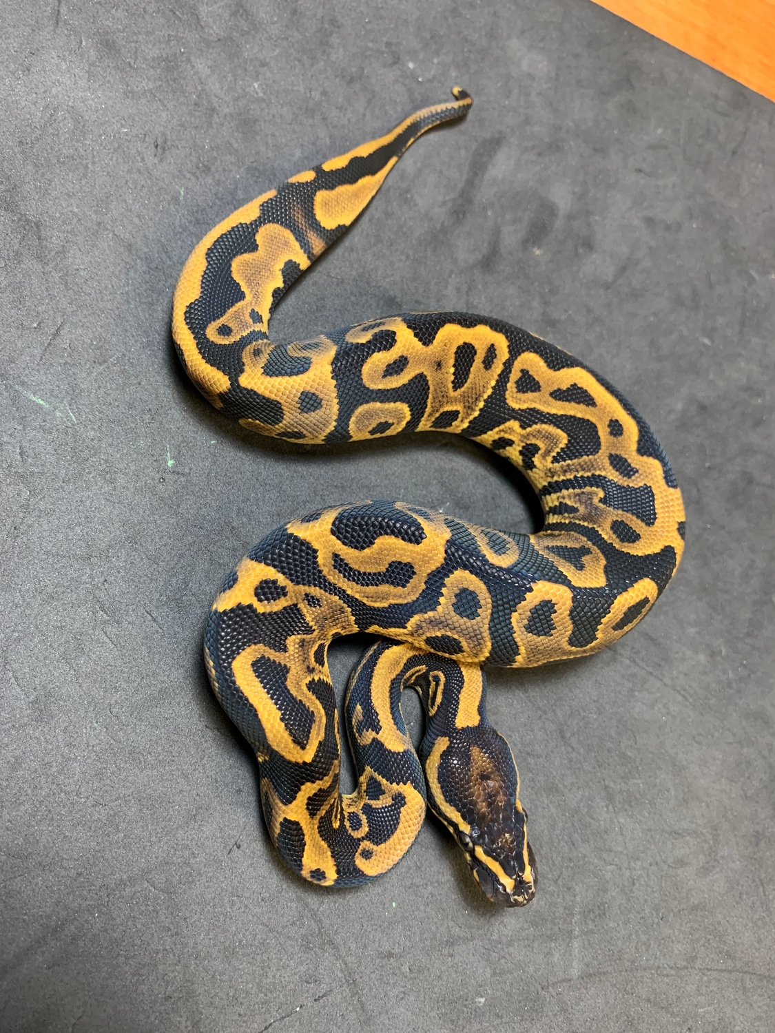 Leopard Asphalt Or Yellow Belly Ball Python by Danner Constrictors ...