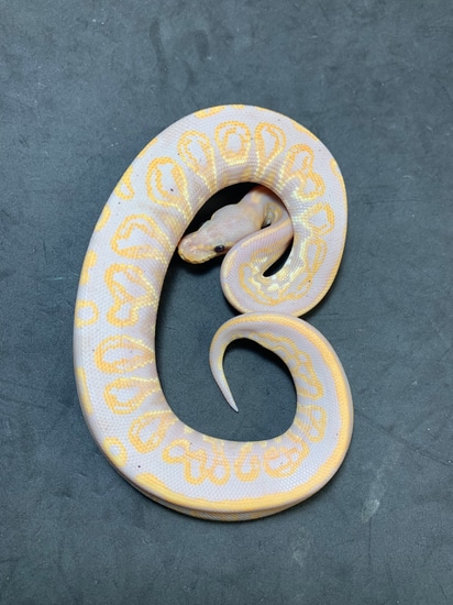 Black Pastel Banana Trick Ball Python by Danner Constrictors