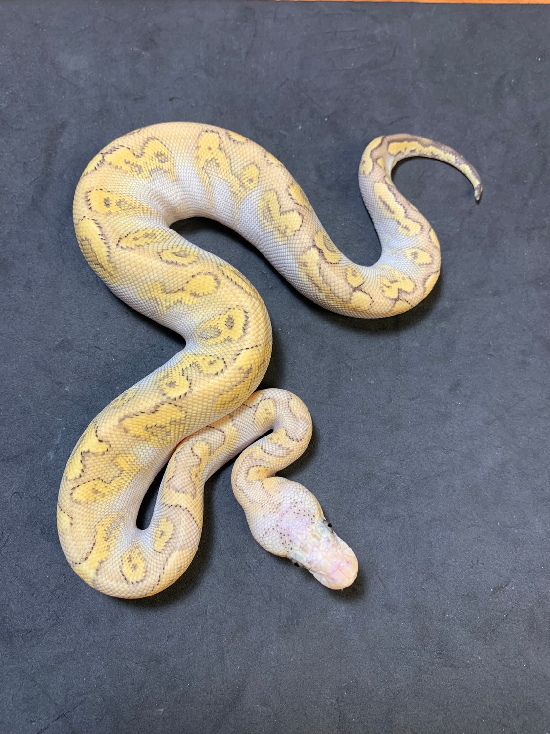 Pastel GHI Mojave Red Stripe Clown Possible Super GHI Ball Python by ...