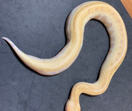 T+ Albino Pixel Matrix Blood Python by Danner Constrictors - MorphMarket