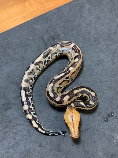 Het Caramel Sumatran Short-Tailed Python by Danner Constrictors