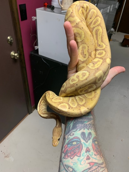 Chocolate Banana Trick Ball Python by Danner Constrictors