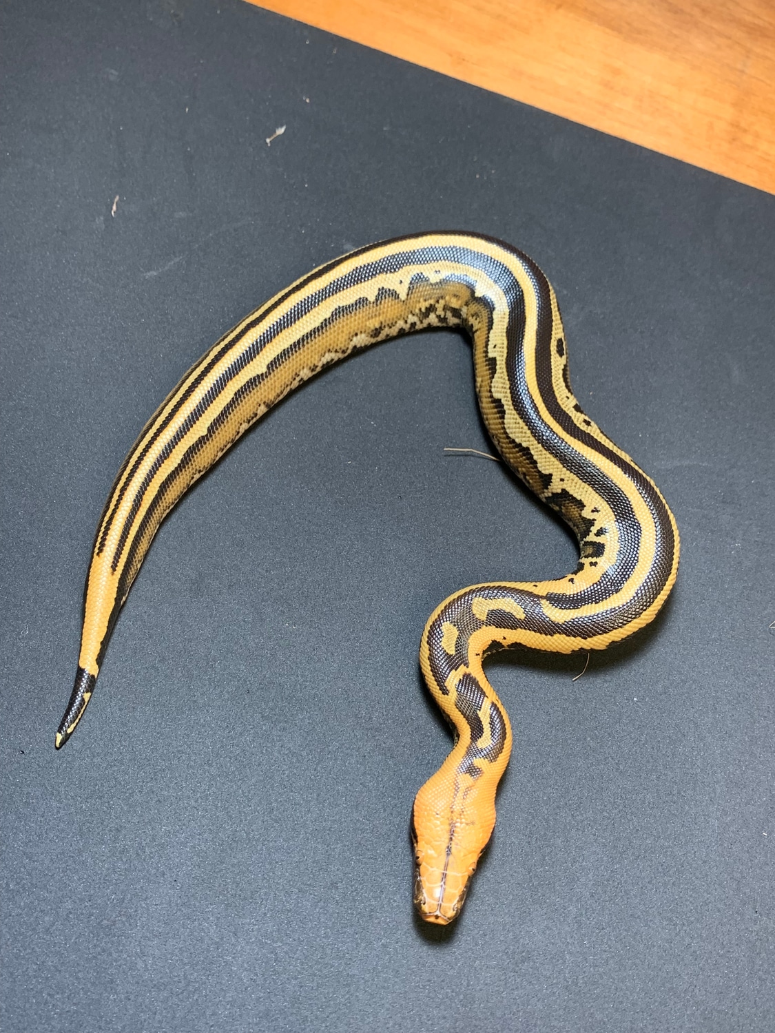 Striped Borneo Short-tailed Python by Danner Constrictors - MorphMarket