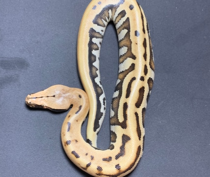 T+ Albino Pixel Matrix Blood Python by Danner Constrictors - MorphMarket