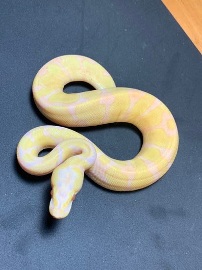 Super Enchi Candy Het Pied Poss Yellow Belly Ball Python by Danner ...