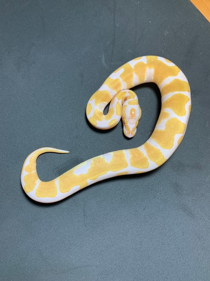 Enchi Yellow Belly Candy Het Pied Ball Python by Danner Constrictors