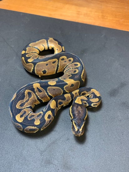 Het Tri Stripe Ball Python by Danner Constrictors