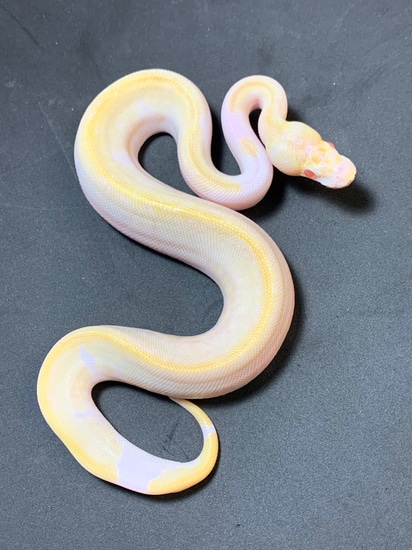 Enchi Ivory Candy Pied Poss Super Enchi Ball Python by Danner Constrictors