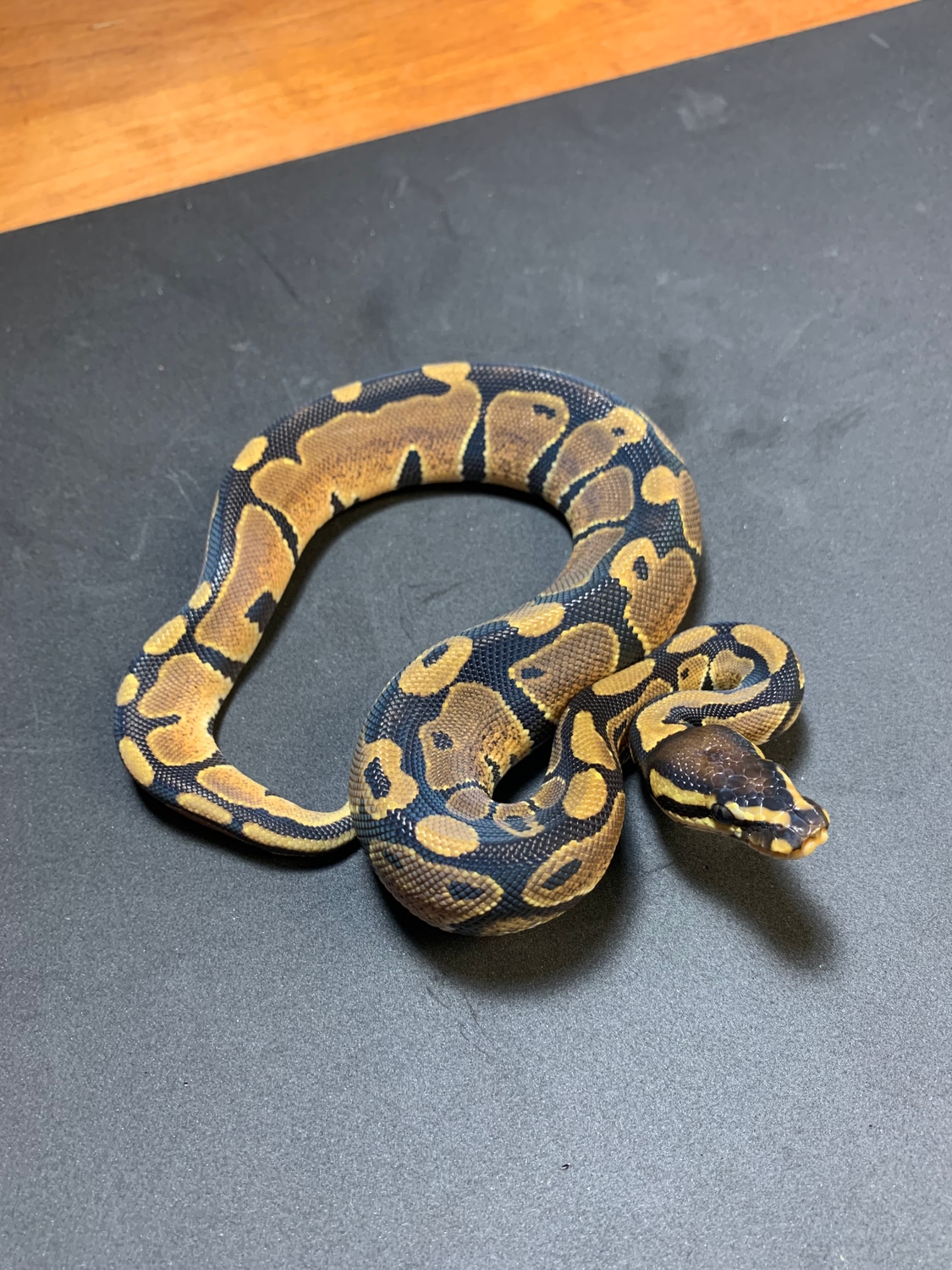 Het Tri Stripe Ball Python by Danner Constrictors - MorphMarket