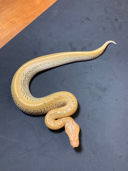 T+ Albino Pixel Matrix Blood Python by Danner Constrictors