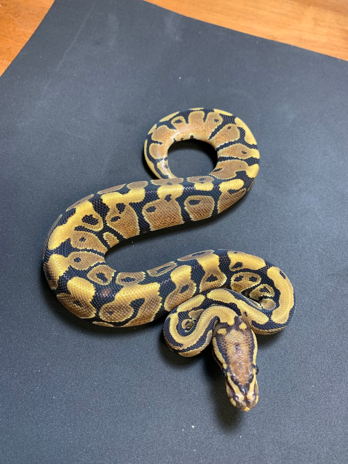 Vanilla Het Puzzle Ball Python by Danner Constrictors - MorphMarket