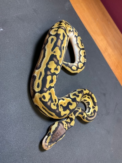 Pastel Puzzle Ball Python by Danner Constrictors
