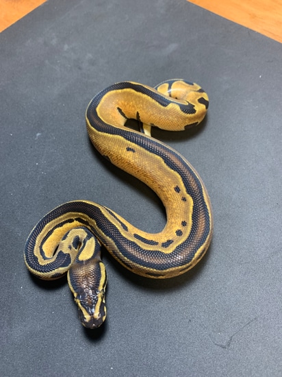 Enchi Tri Stripe Ball Python by Danner Constrictors