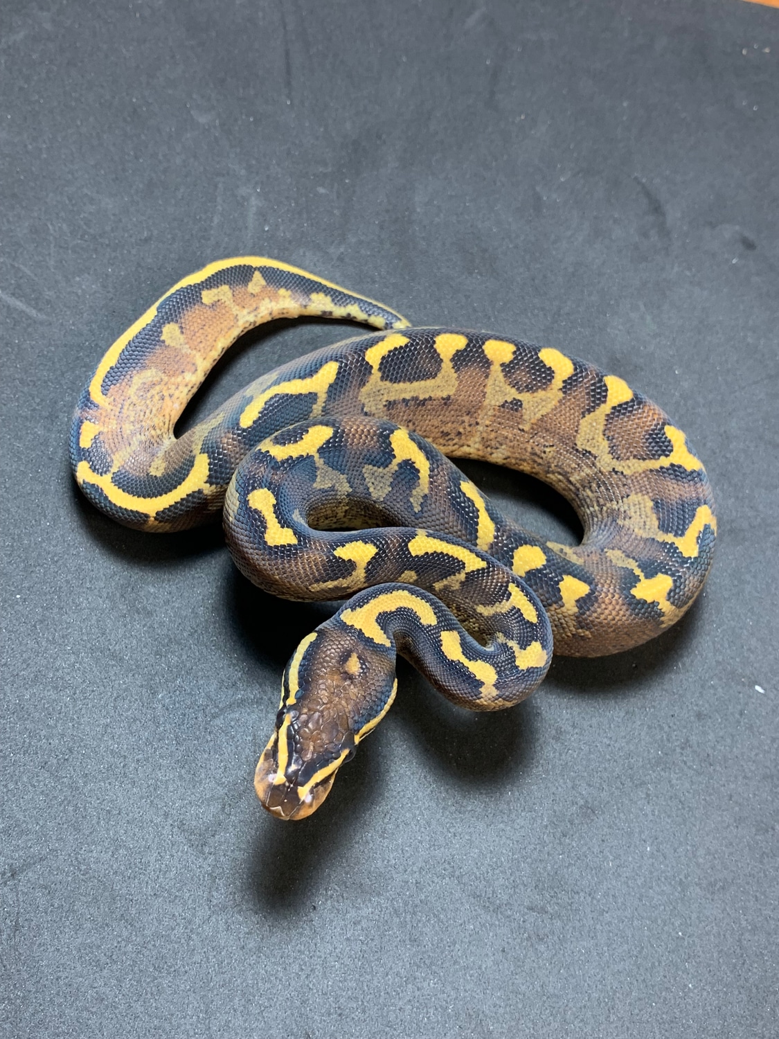 Freeway Ball Python by Danner Constrictors - MorphMarket