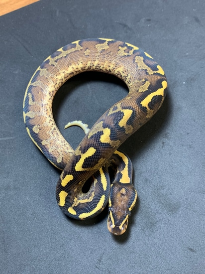 Freeway Ball Python by Danner Constrictors