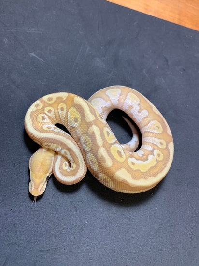 Female Maker Banana Lesser Het Sunset Ball Python by Danner Constrictors